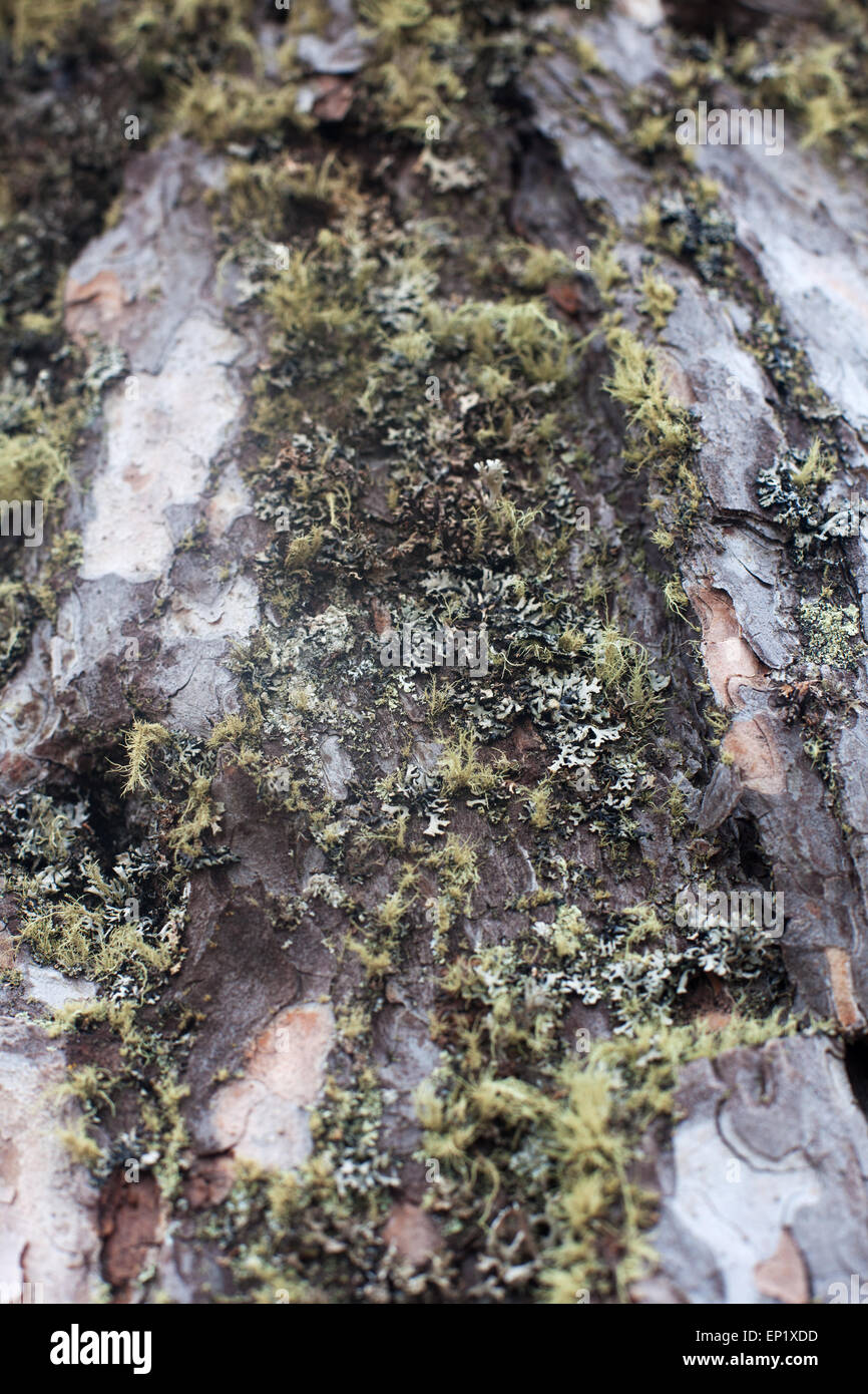 Closeup of alpine pine tree trunk with bark covered by lichens and moss ...
