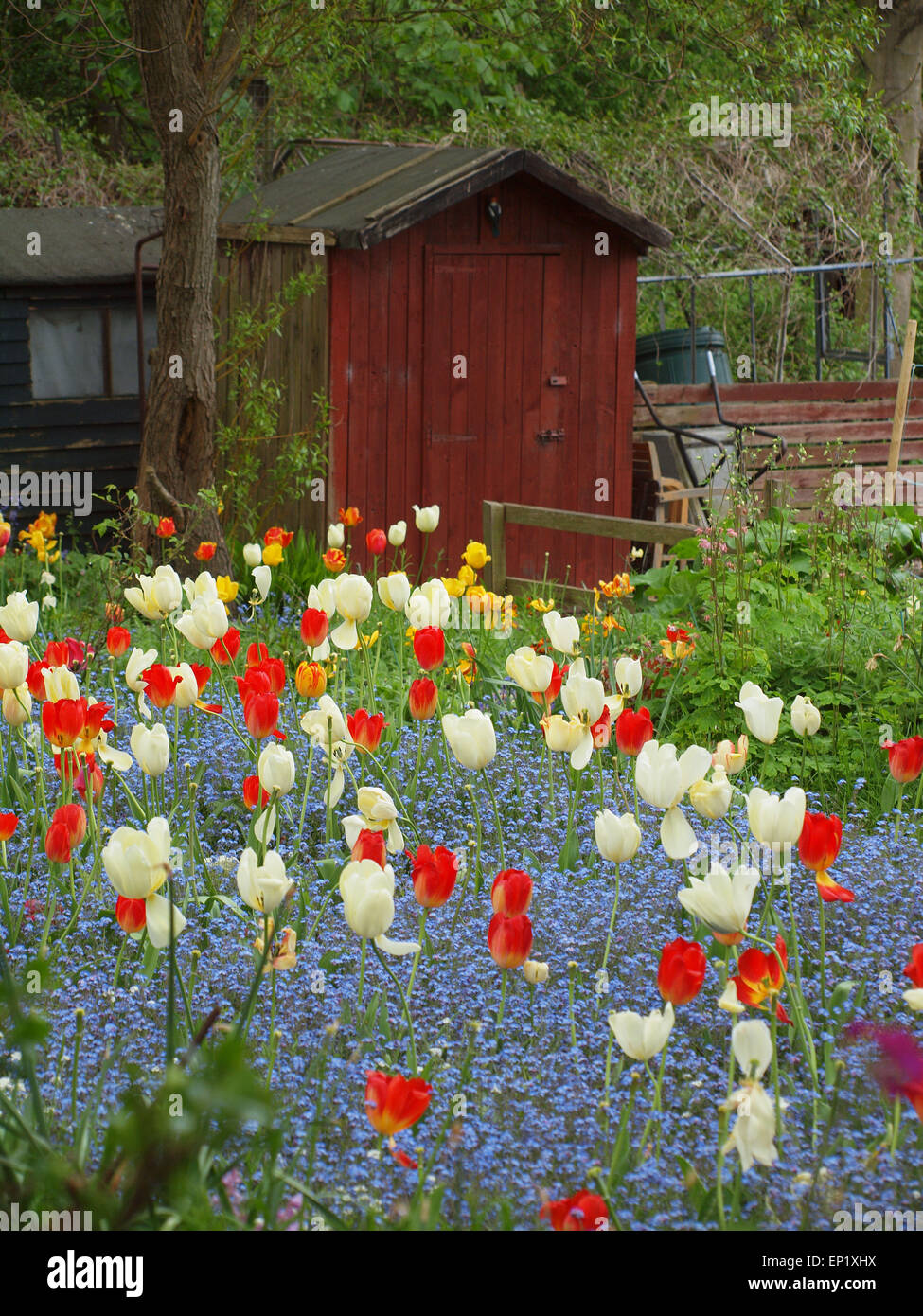 Newcastle upon Tyne, UK. 13th May, 2015. UK weather. A colourful garden ...