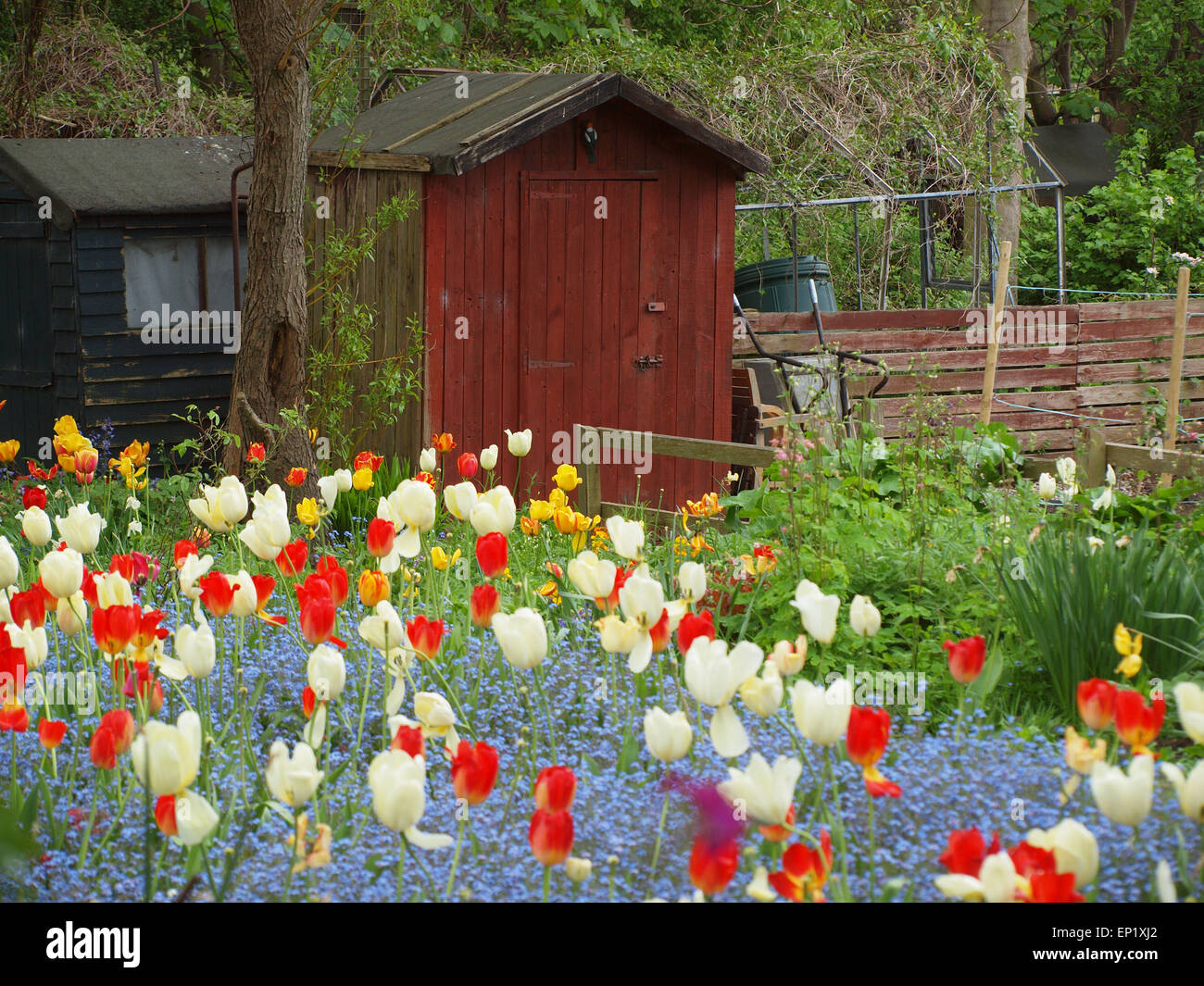 Newcastle upon Tyne, UK. 13th May, 2015. UK weather. A colourful garden ...