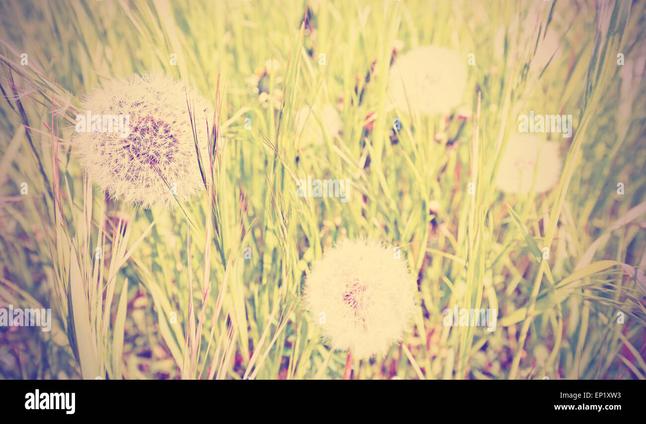 Retro faded dandelion on a meadow, nature background, shallow depth of ...