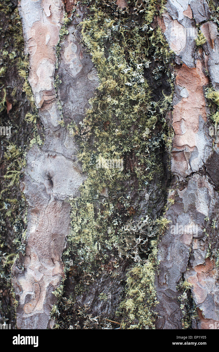 Closeup of alpine pine tree trunk with bark covered by lichens and moss ...