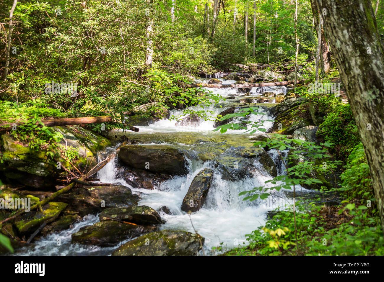 Smith Creek, Anna Ruby Falls, Chattahoochee-Oconee National Forest ...