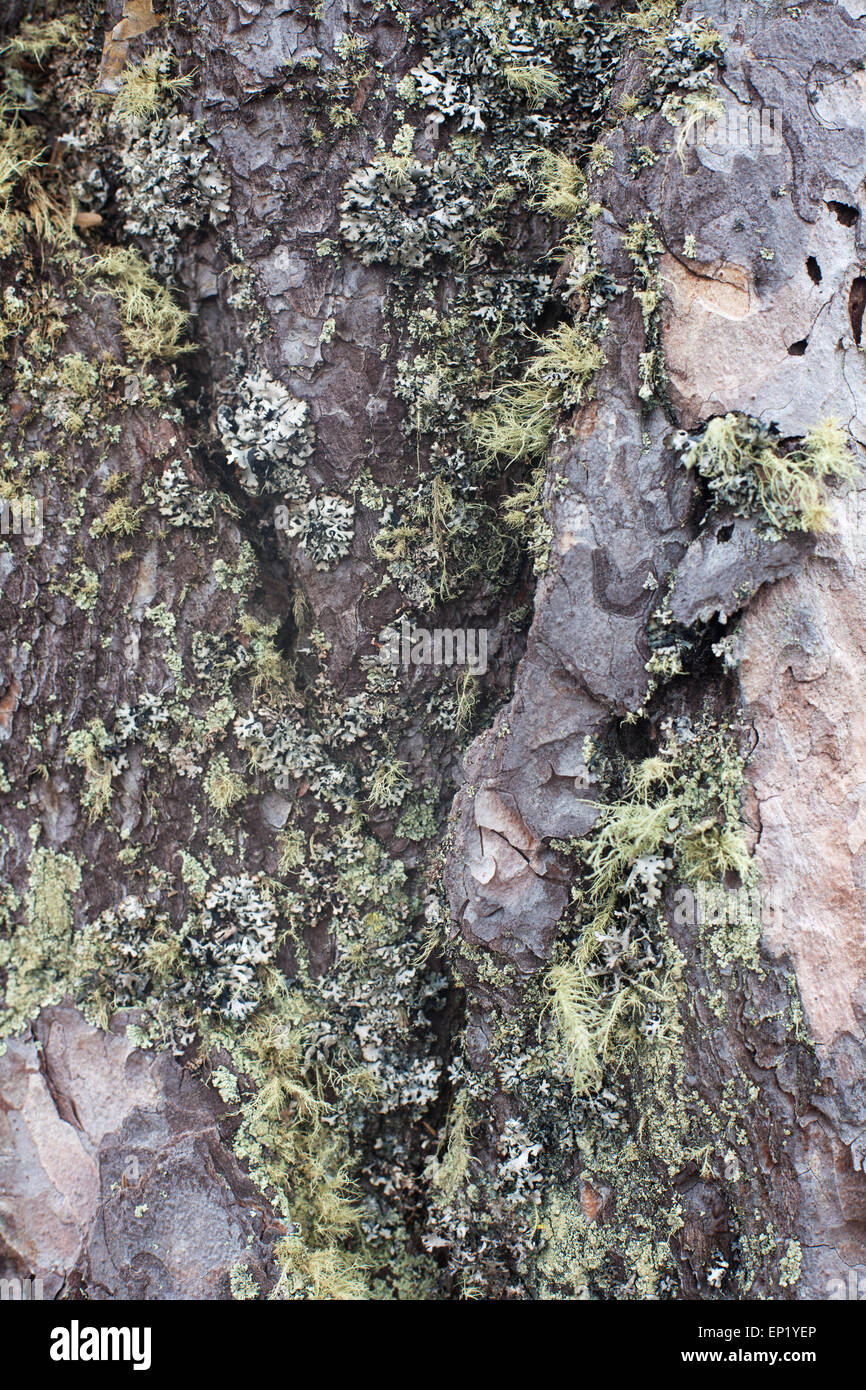 Closeup of alpine pine tree trunk with bark covered by lichens and moss ...