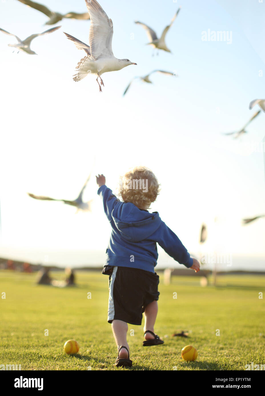 Boy chasing seagulls Stock Photo - Alamy