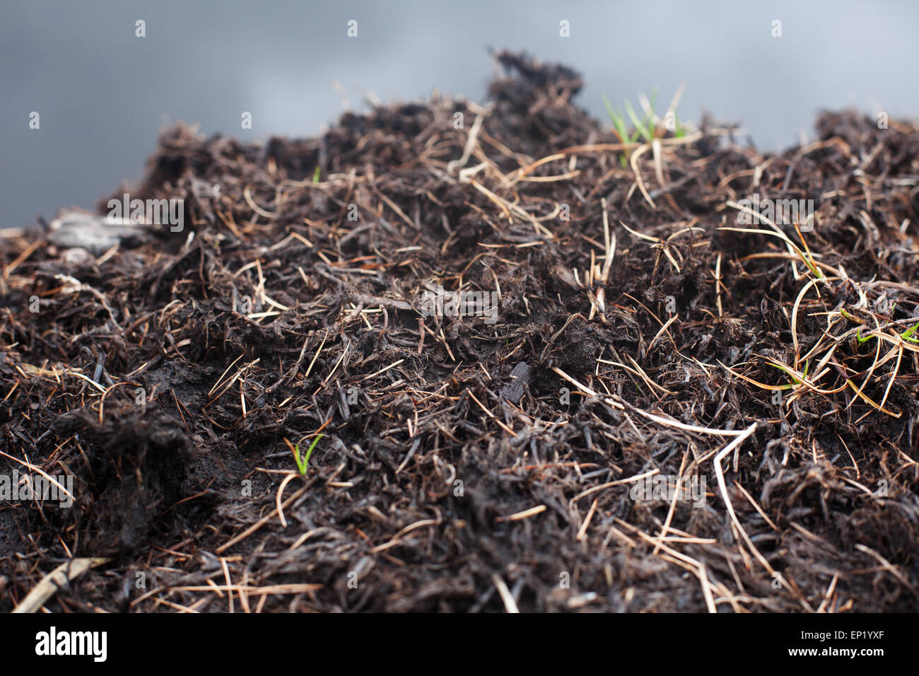 Closeup of bog turf in alpine wetlands, Engadin, Swtizerland Stock ...