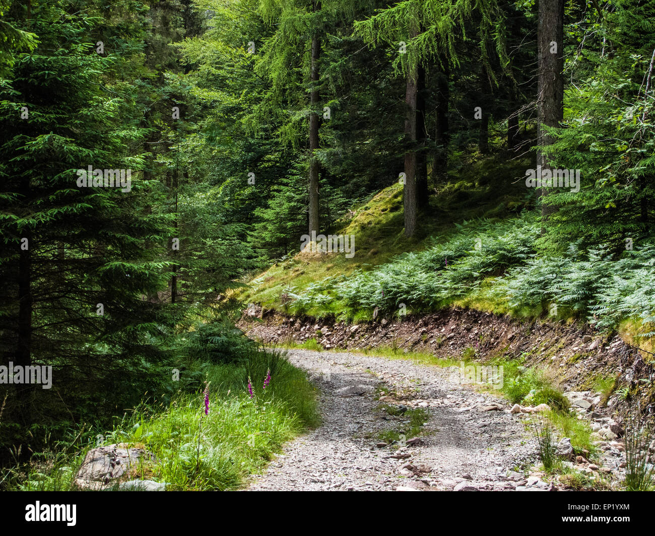 Country road through cumbria hi-res stock photography and images - Alamy