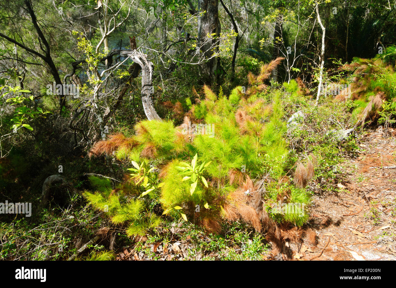 Foxtail Sedge (Cautis blakei), Fraser Island, Queensland, QLD ...