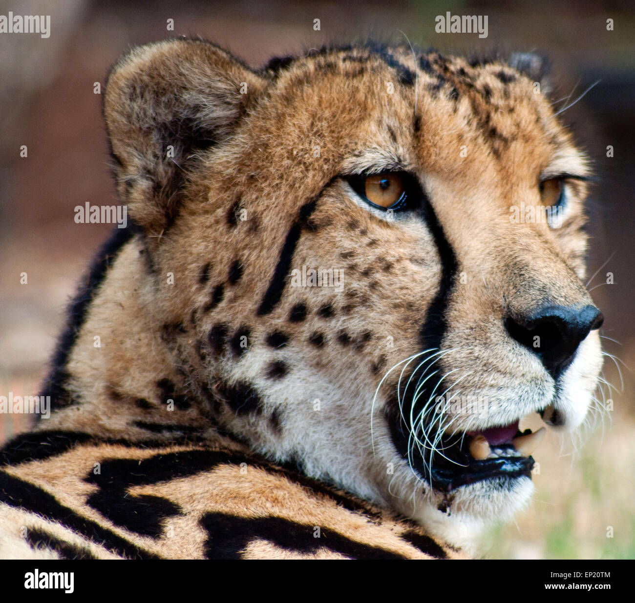 King Cheetah