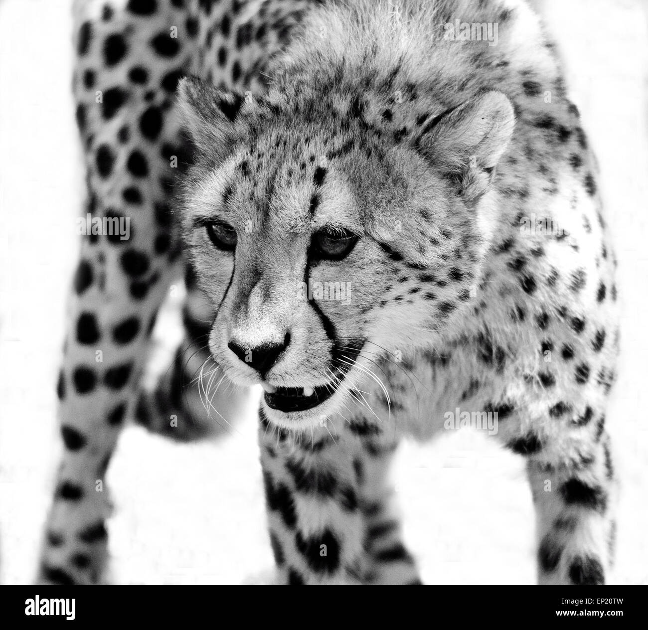 Move in africa Black and White Stock Photos & Images - Alamy