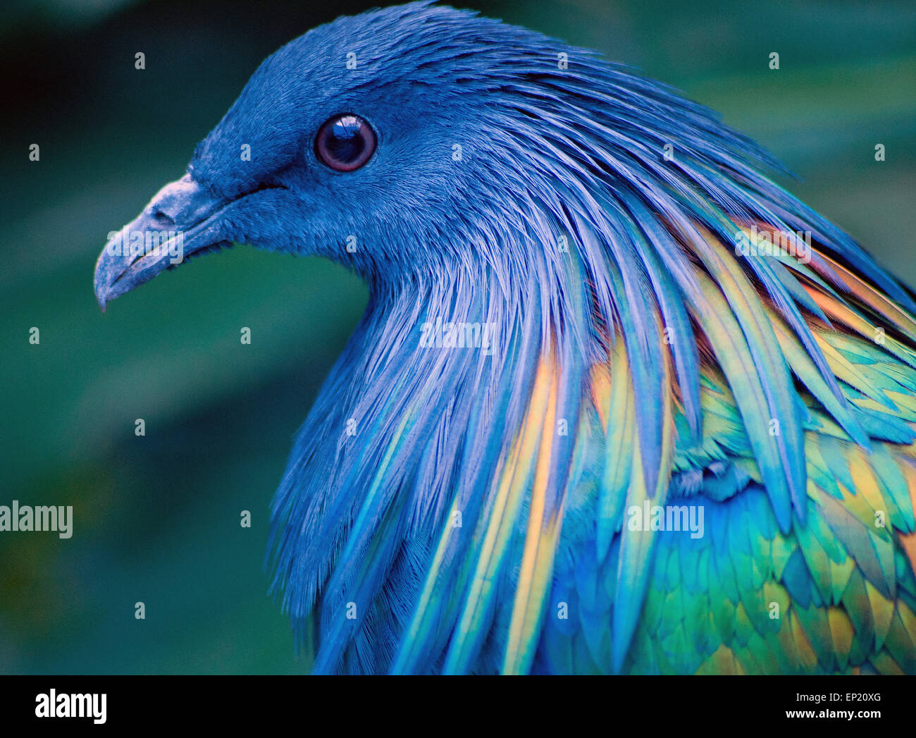 Nicobar Pigeon, South Africa Stock Photo - Alamy