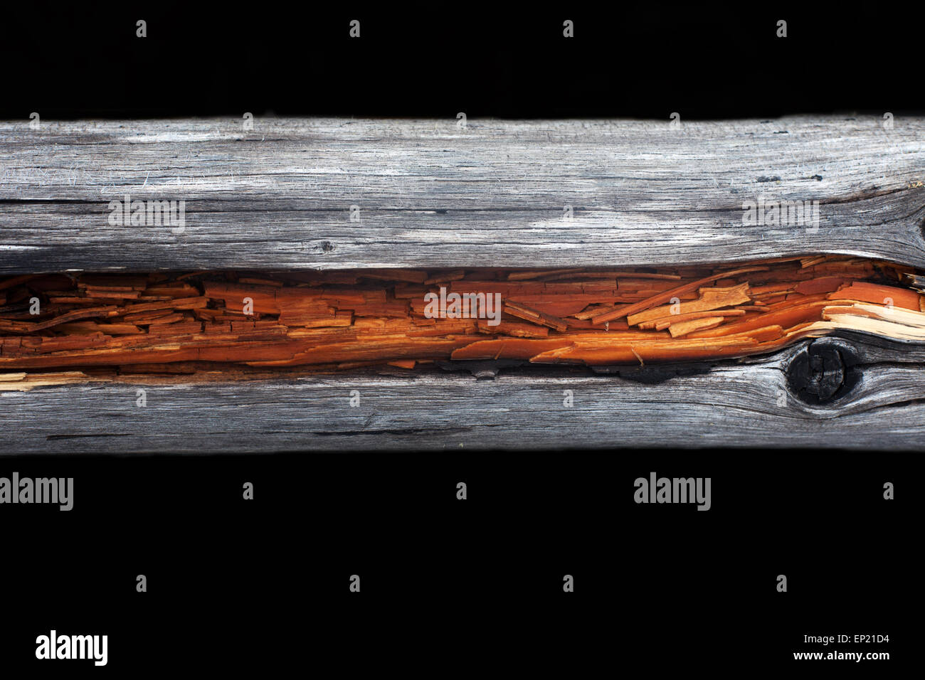 Weathered pine wood log showing vivid red inside Stock Photo - Alamy