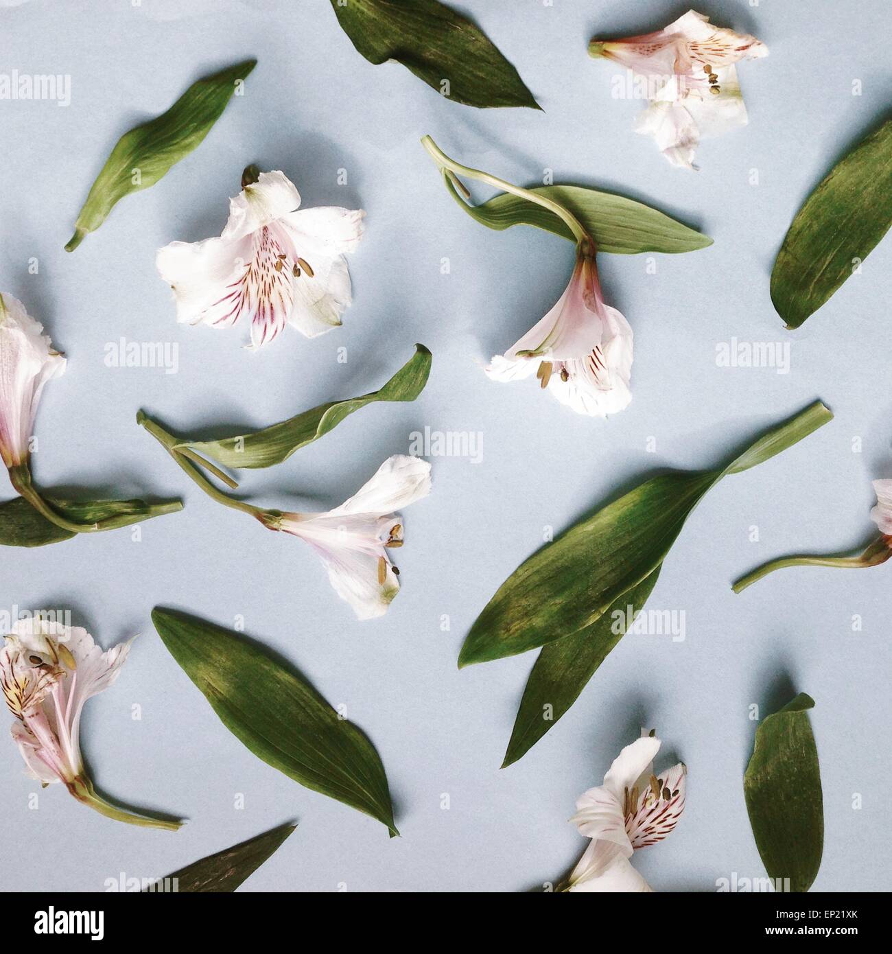 Large Flower Heads High Resolution Stock Photography and Images - Alamy