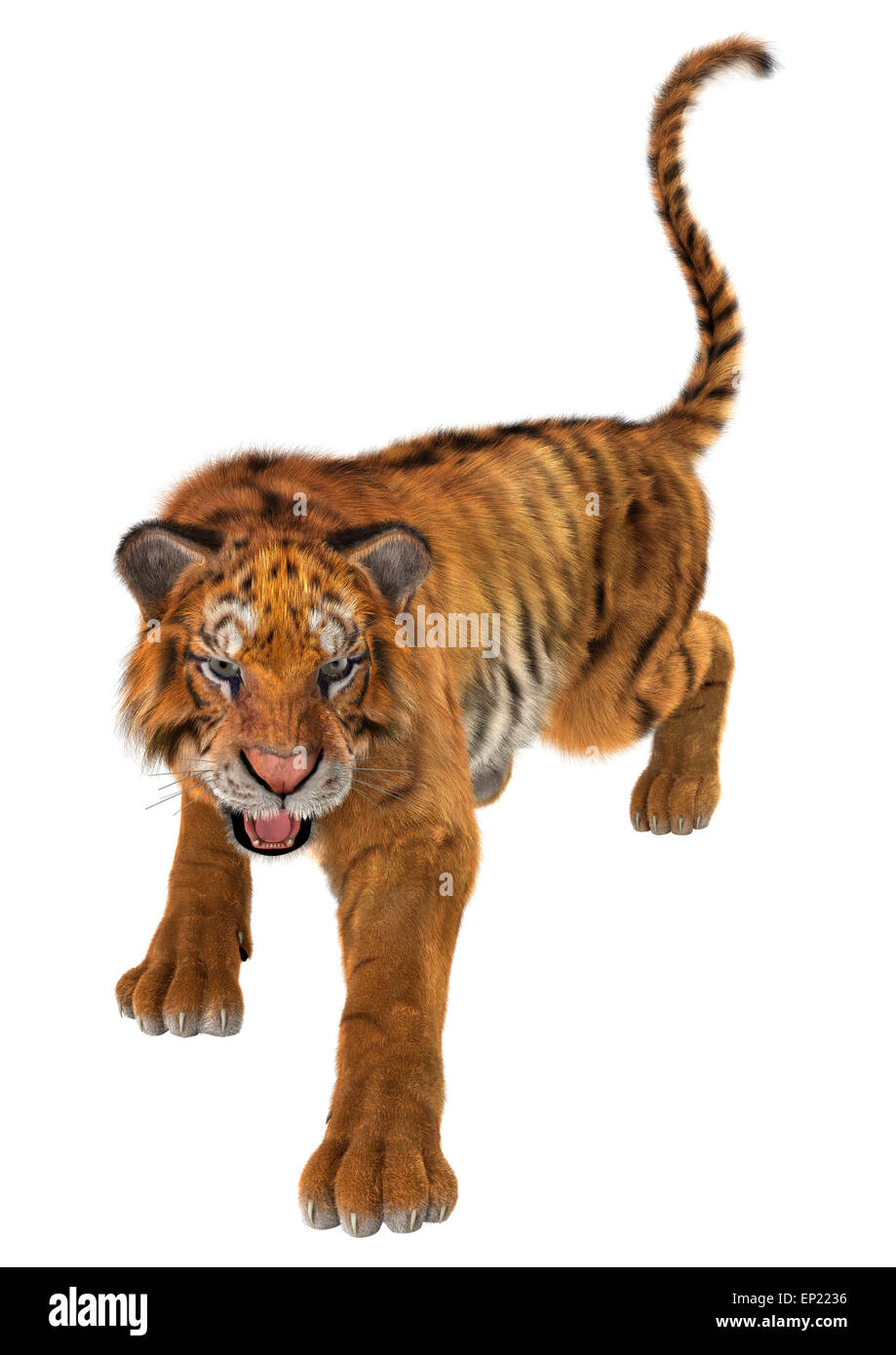 3D digital render of a tiger isolated on white background Stock Photo ...