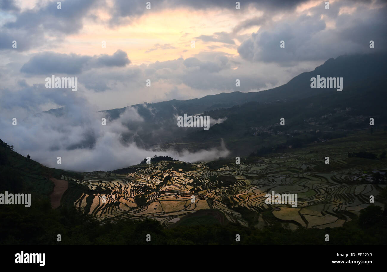 Honghe. 13th May, 2015. Photo taken on May 13, 2015 shows the Hani rice ...