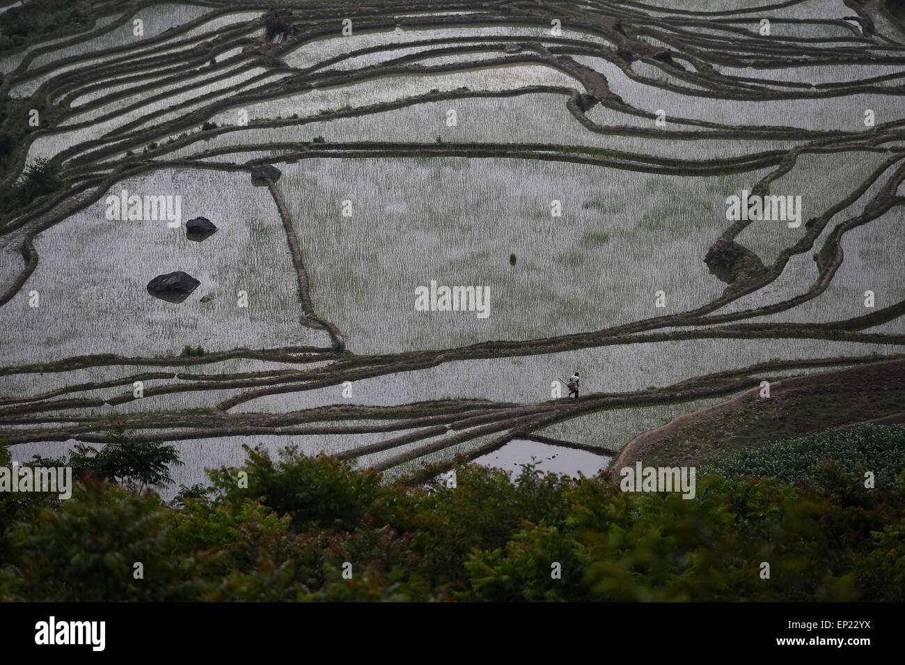 Honghe. 13th May, 2015. Photo taken on May 13, 2015 shows the Hani rice ...