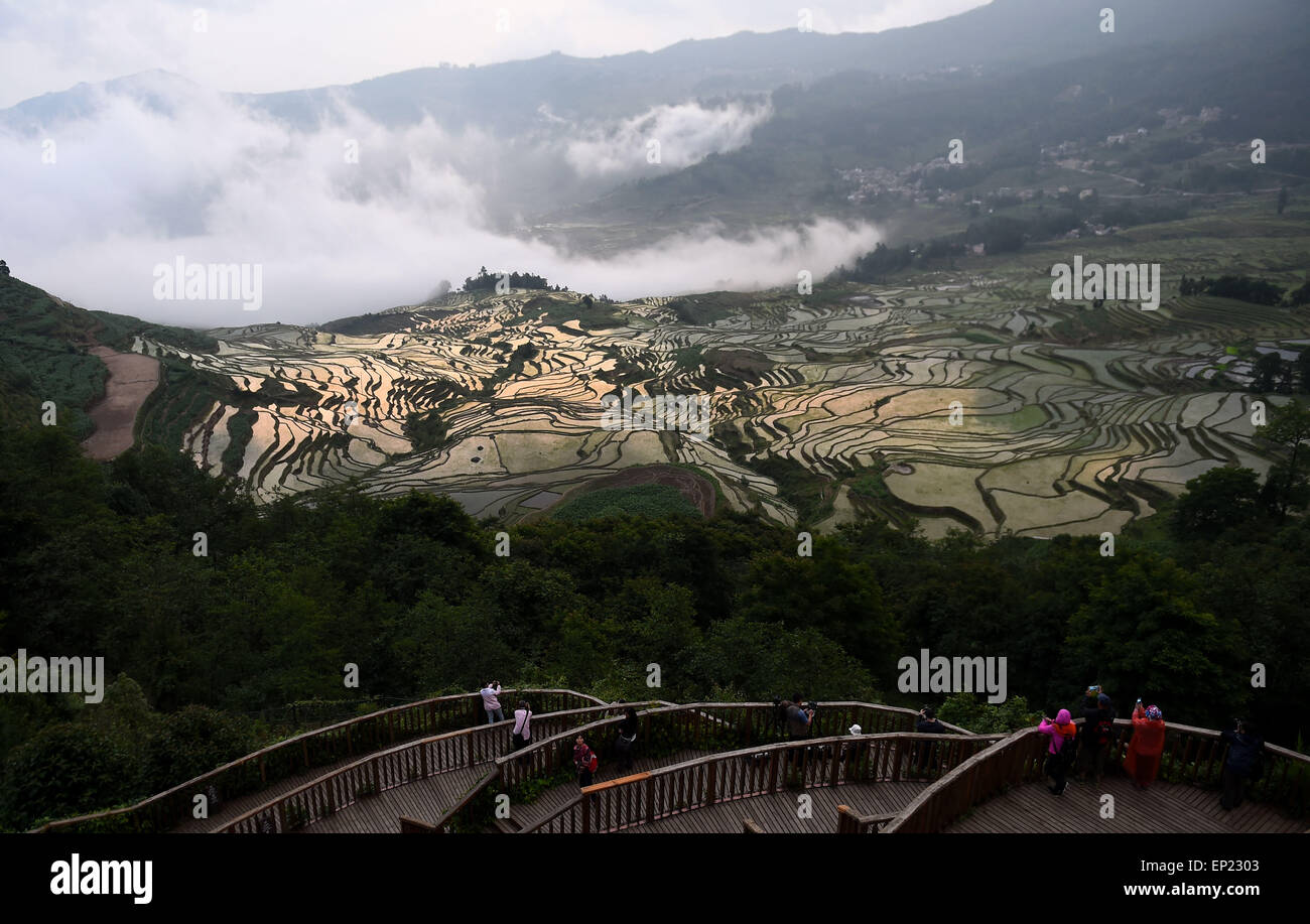 Honghe. 13th May, 2015. Photo taken on May 13, 2015 shows the Hani rice ...