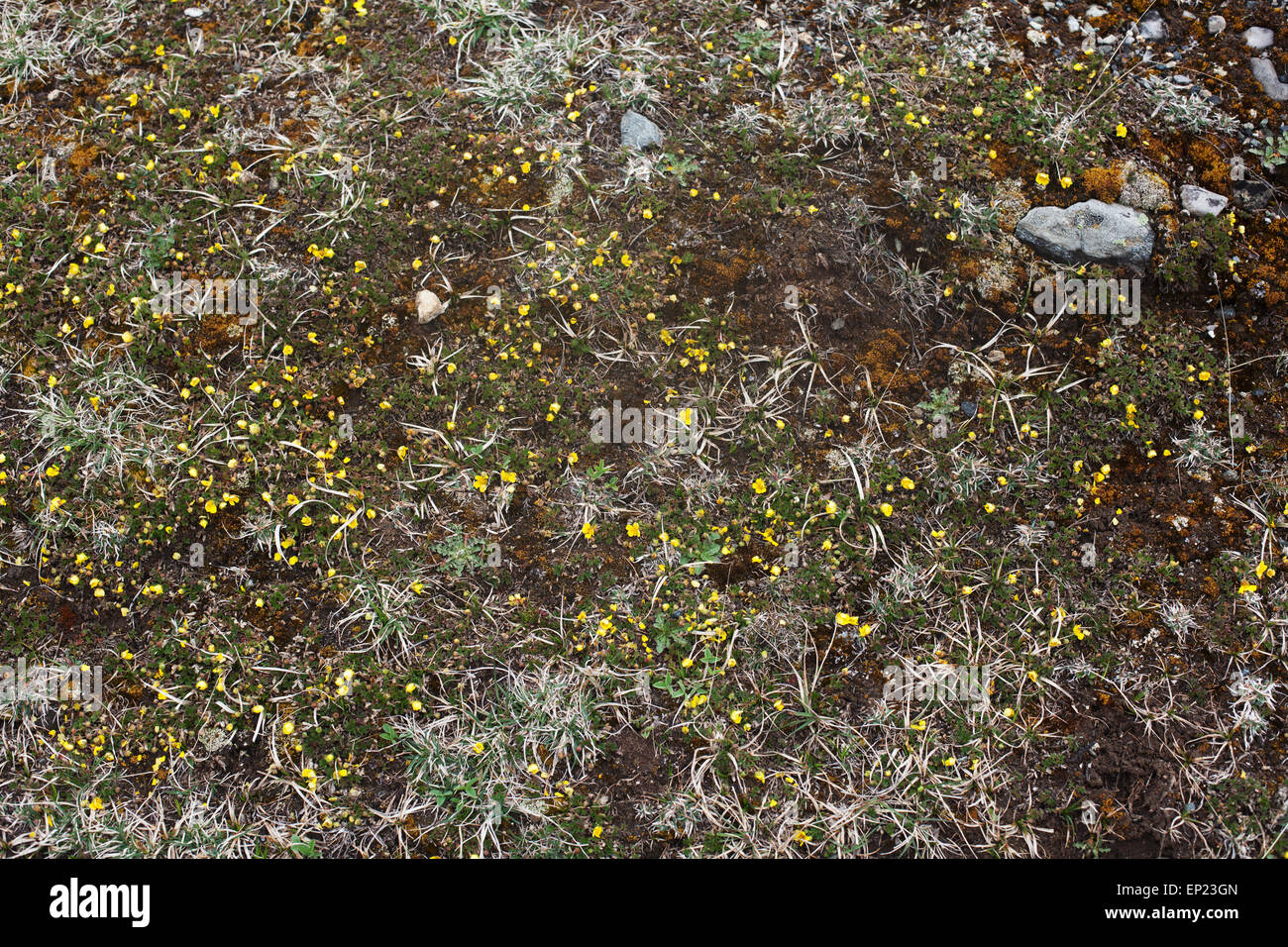 Vegetation ground cover on granite rock Stock Photo - Alamy