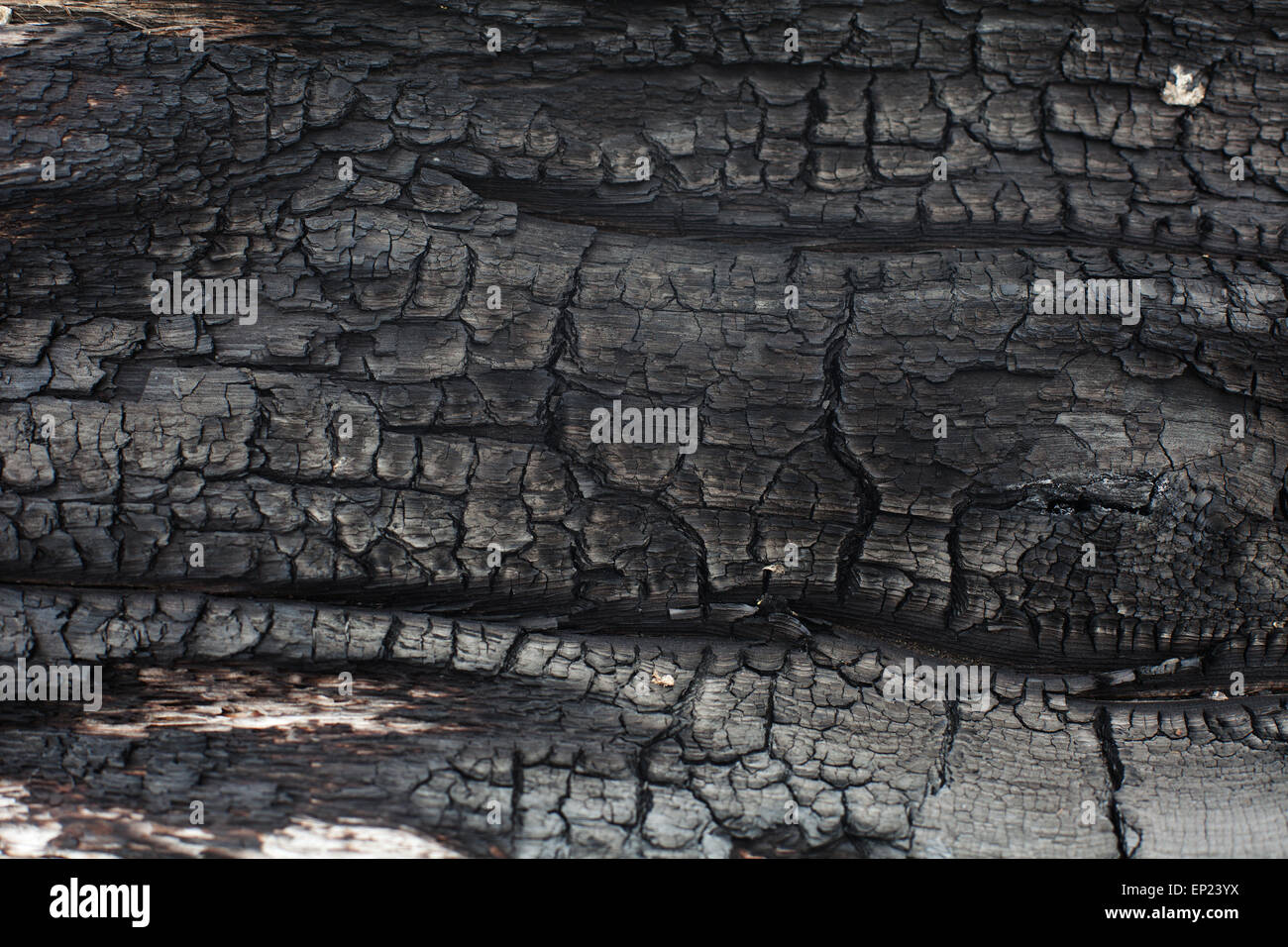 Burnt pine tree log Stock Photo - Alamy