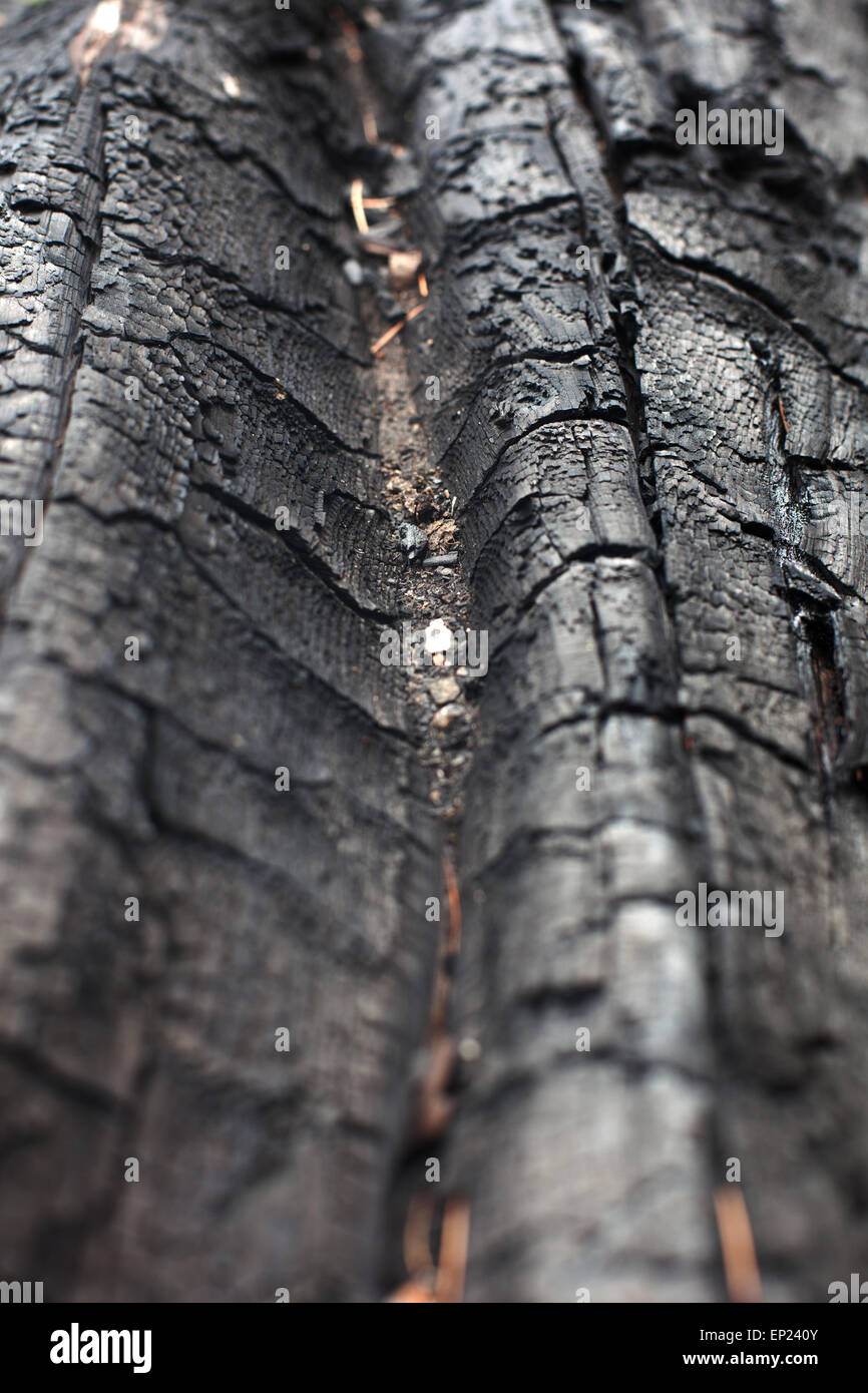 Burnt pine tree log Stock Photo - Alamy