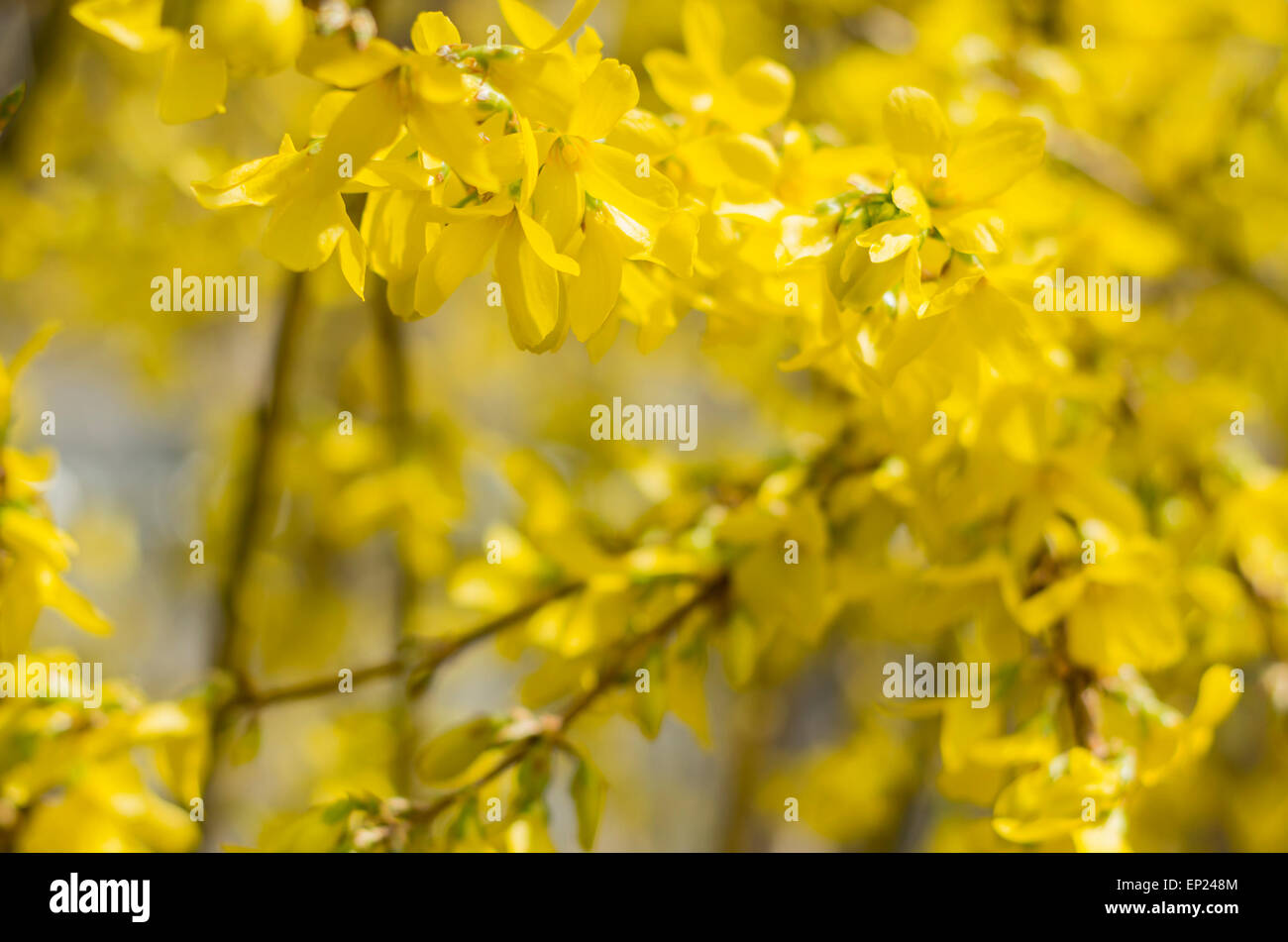 Closeup of yellow forsythia flowers blooming for spring time Stock ...