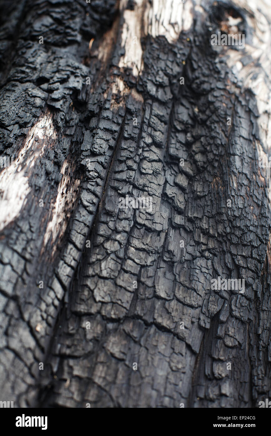 Burnt pine tree log Stock Photo - Alamy