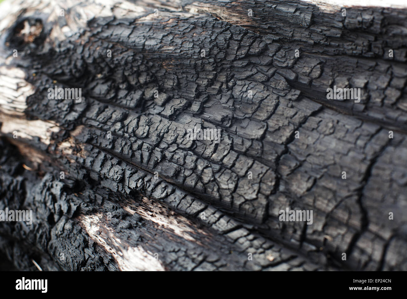Burnt pine tree log Stock Photo - Alamy
