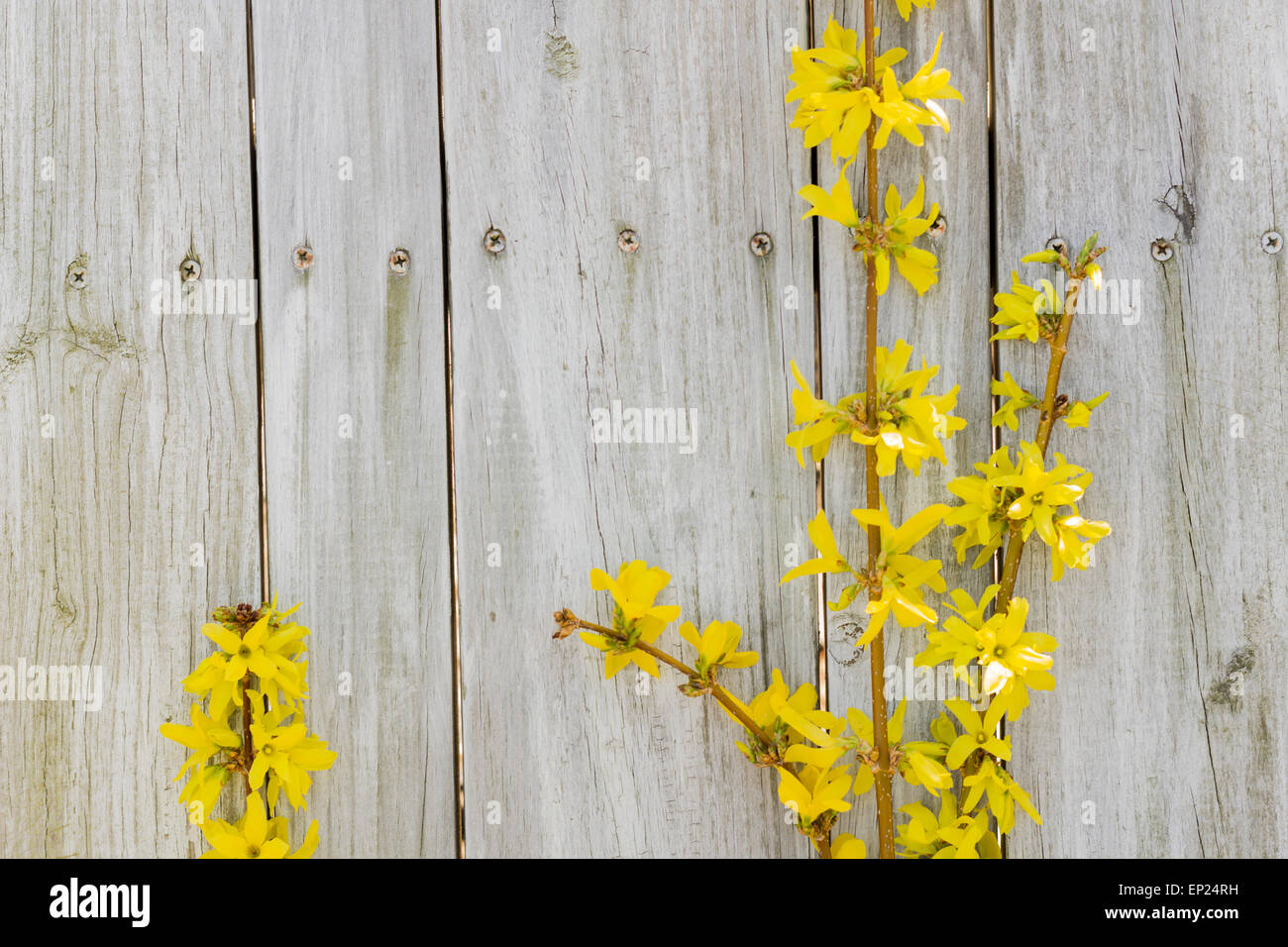 Young forsythia bushes in full bloom against an old fence Stock Photo ...