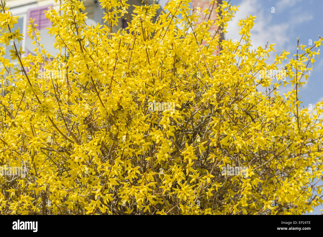 Yellow forsythia flowers blooming for spring time in this nature ...