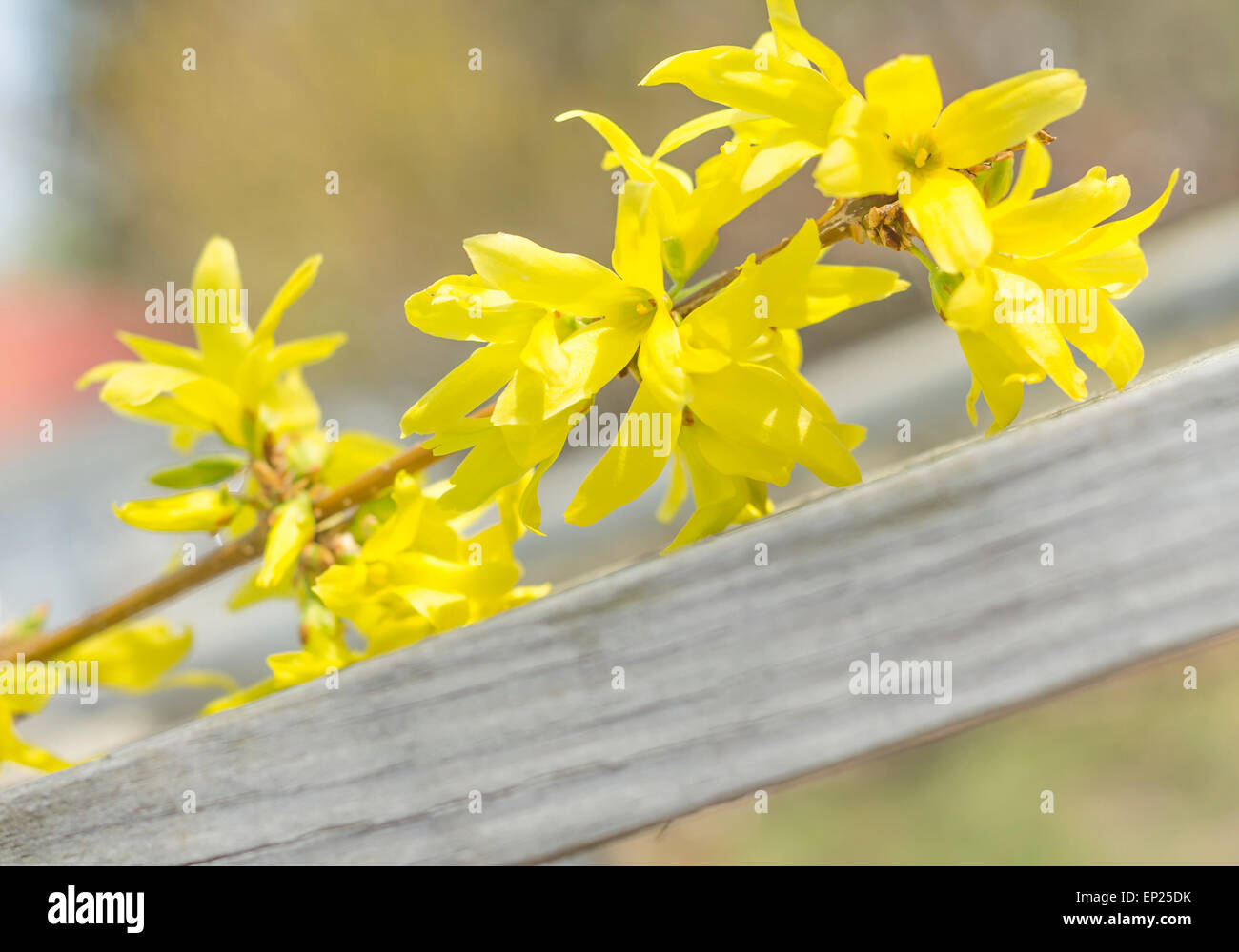 Young forsythia bushes in full bloom against an old fence Stock Photo ...