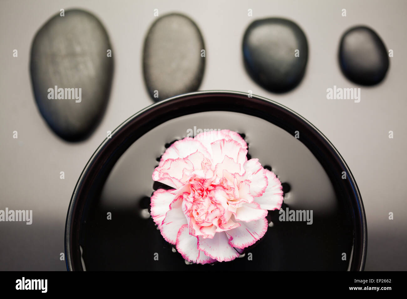 Pink and white carnation floating in a black bowl with aligned black ...