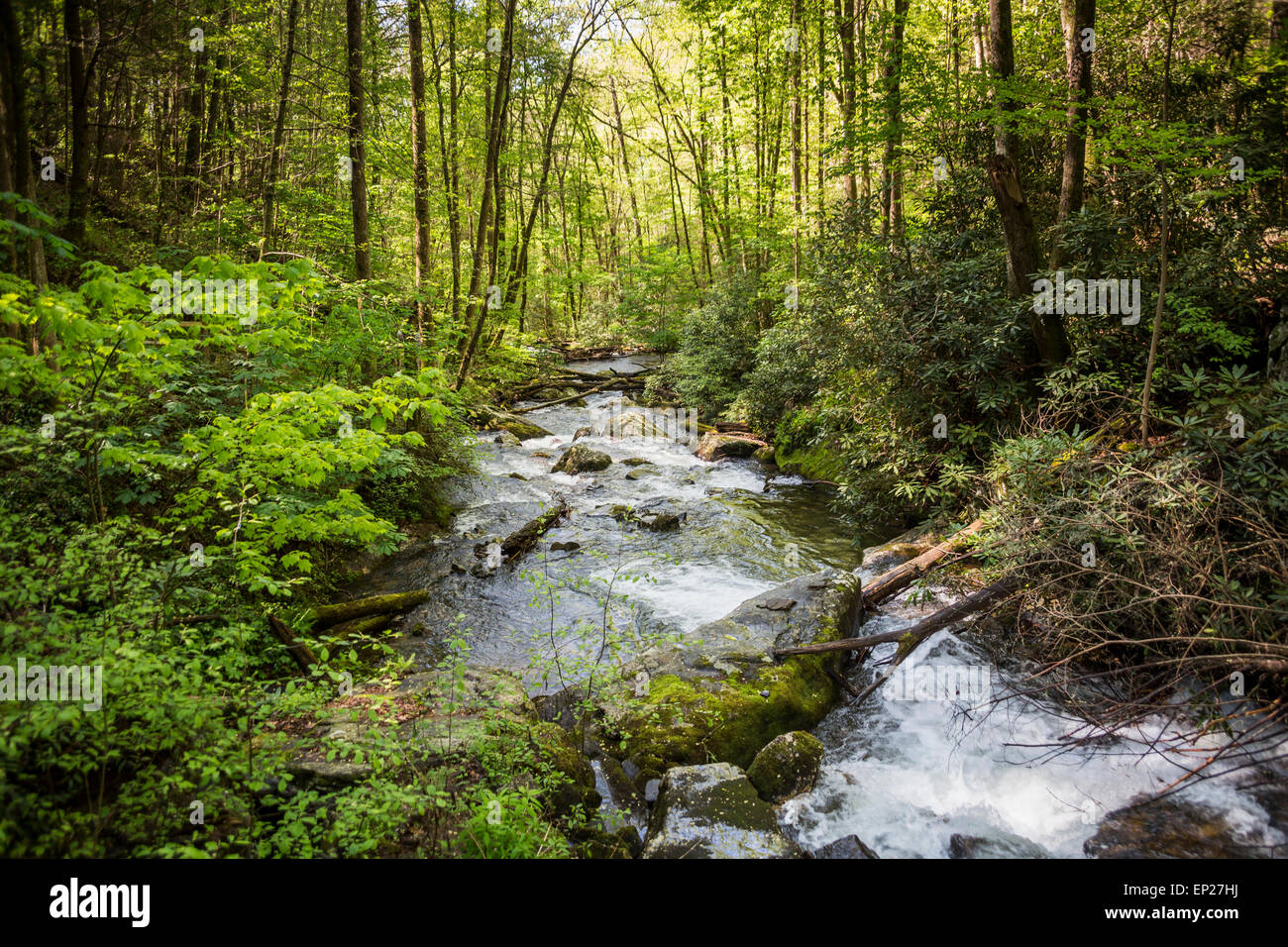 Smith Creek, Anna Ruby Falls, Chattahoochee-Oconee National Forest ...