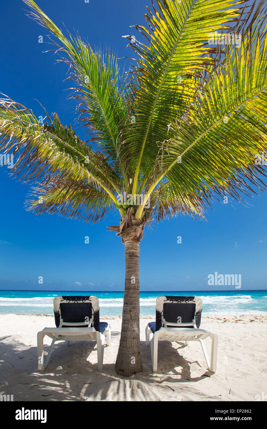 Two beach beds under palm tree on caribbean beachfront Stock Photo - Alamy