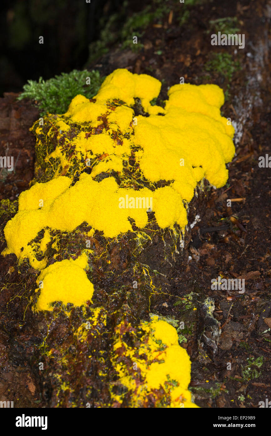 Sulphur Slime Fungus, Gelbe Lohblüte, Hexenbutter, Schleimpilz, auf ...