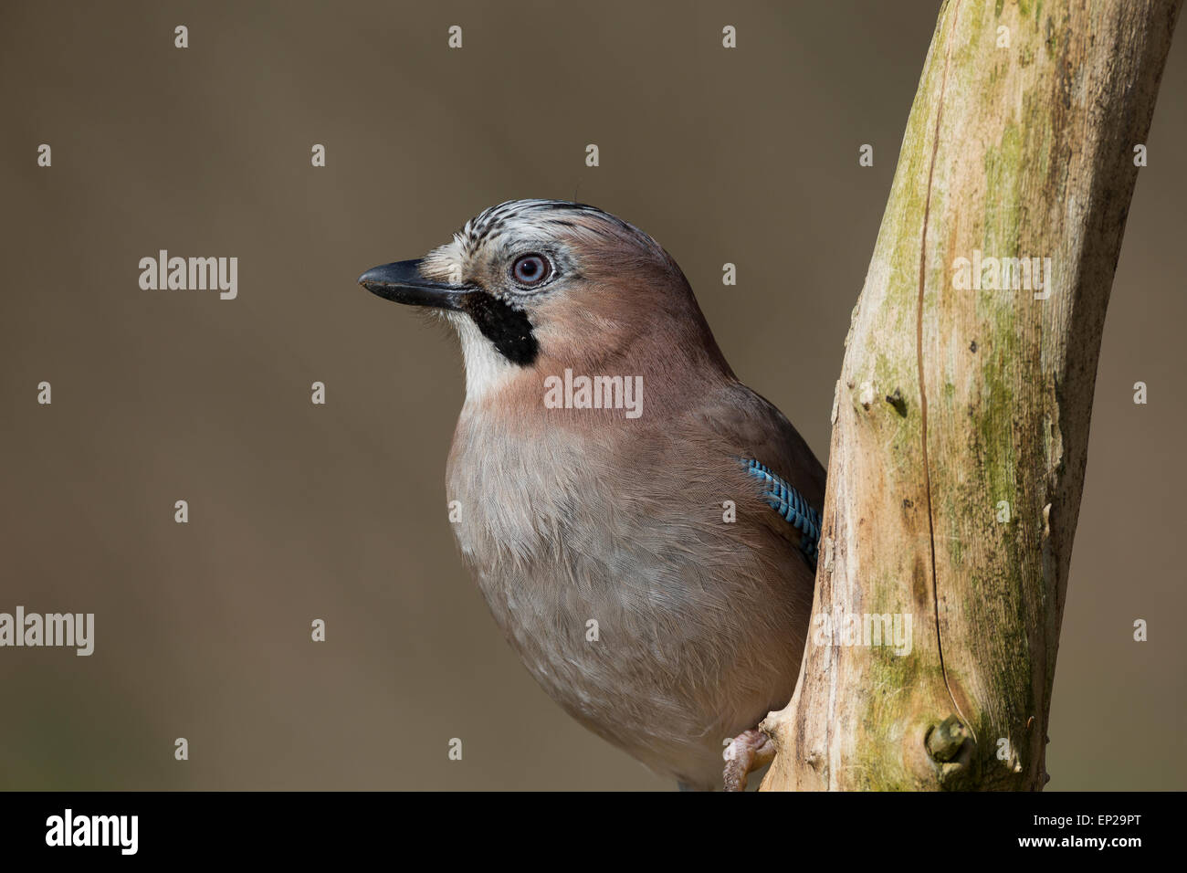 Jaybird hi-res stock photography and images - Alamy