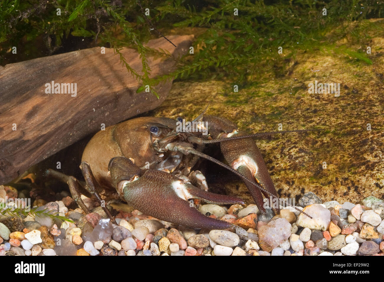 Signal crayfish, Signalkrebs, Signal-Krebs, Pacifastacus leniusculus ...