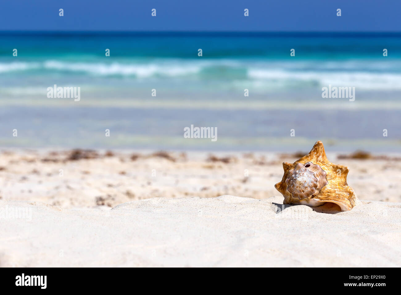 Seashell on caribbean sandy beach, travel concept Stock Photo - Alamy