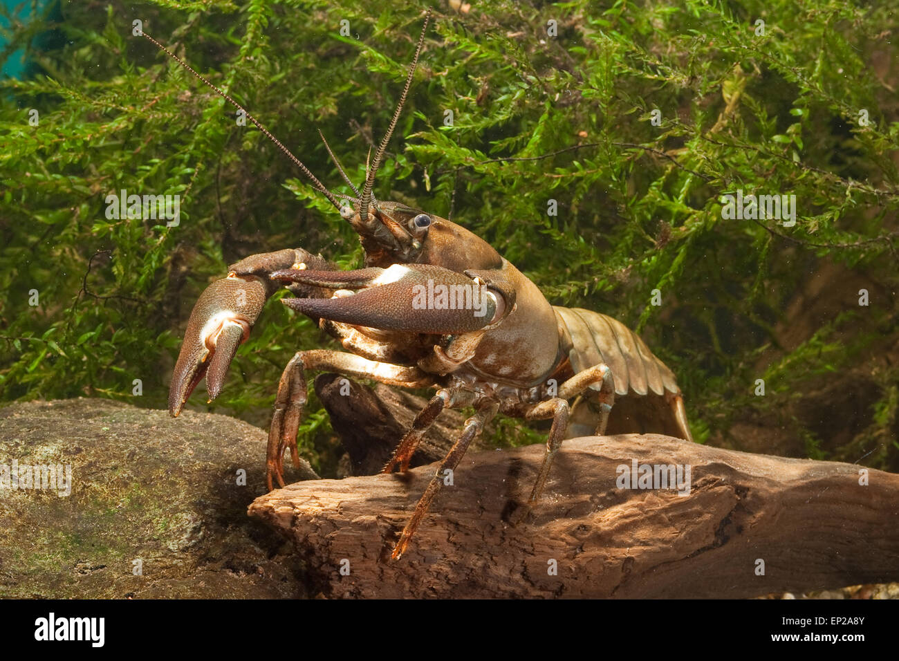 Signal crayfish, Signalkrebs, Signal-Krebs, Pacifastacus leniusculus ...