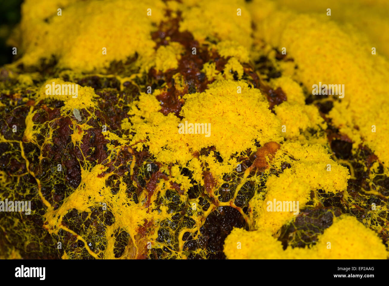 Sulphur Slime Fungus, Gelbe Lohblüte, Hexenbutter, Schleimpilz, auf ...