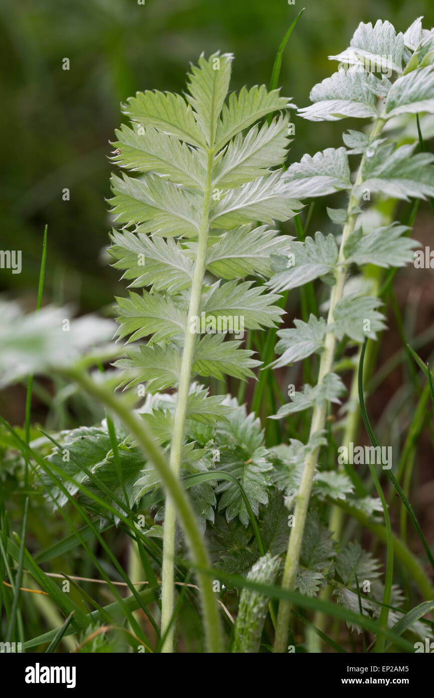 Common Silverweed, Silverweed Cinquefoil, Gänse-Fingerkraut ...