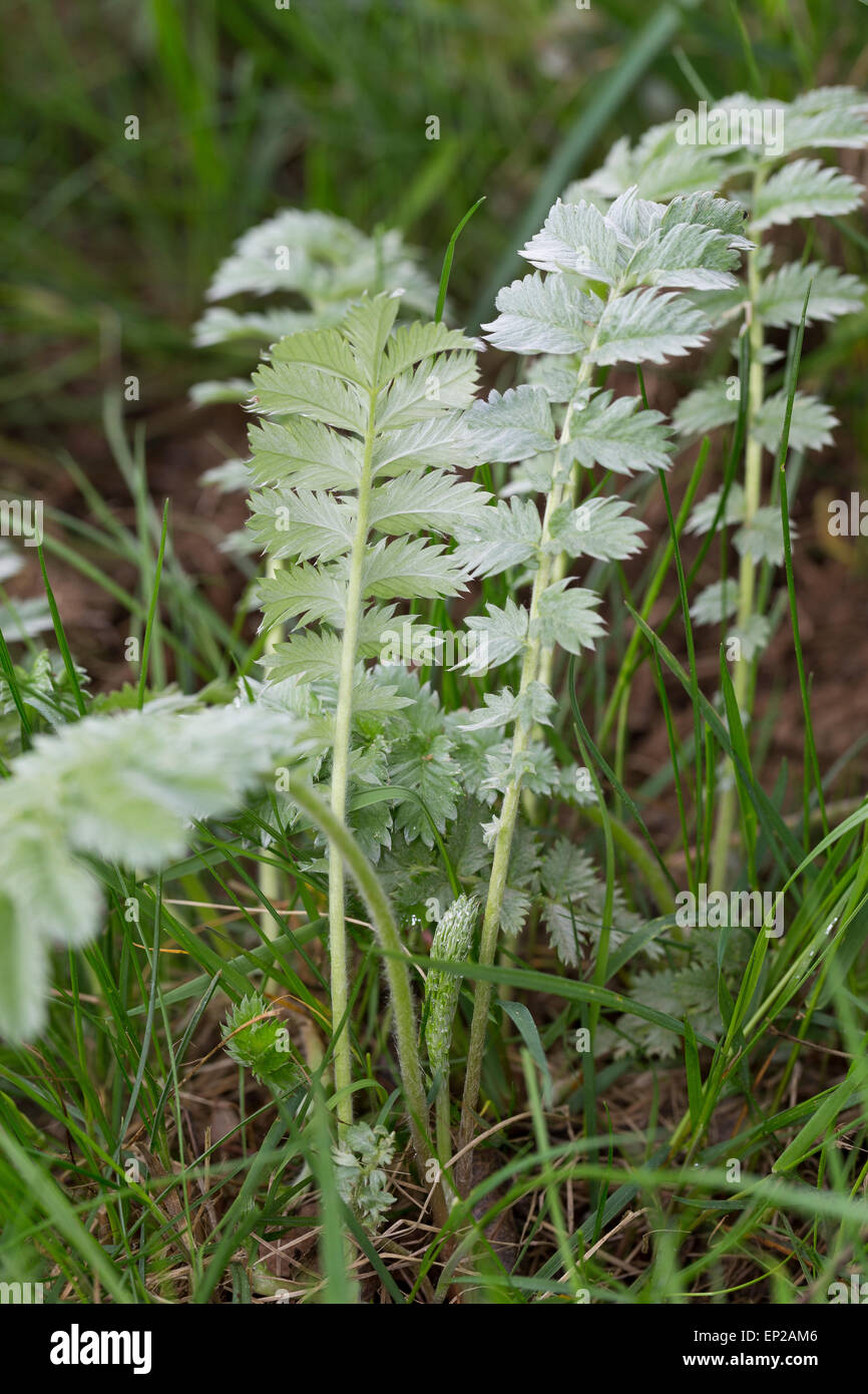 Common Silverweed, Silverweed Cinquefoil, Gänse-Fingerkraut ...