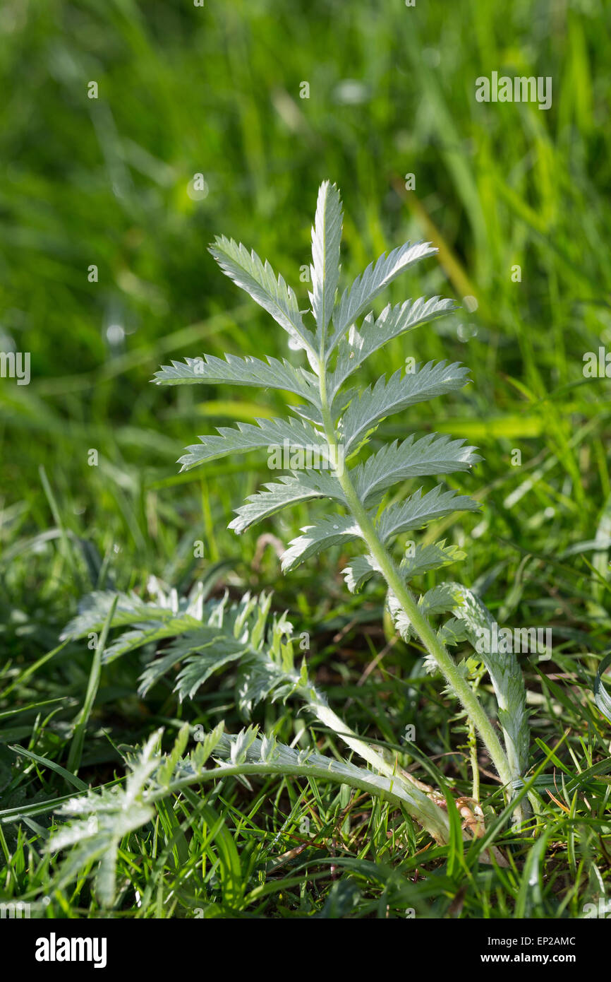 Common Silverweed, Silverweed Cinquefoil, Gänse-Fingerkraut ...