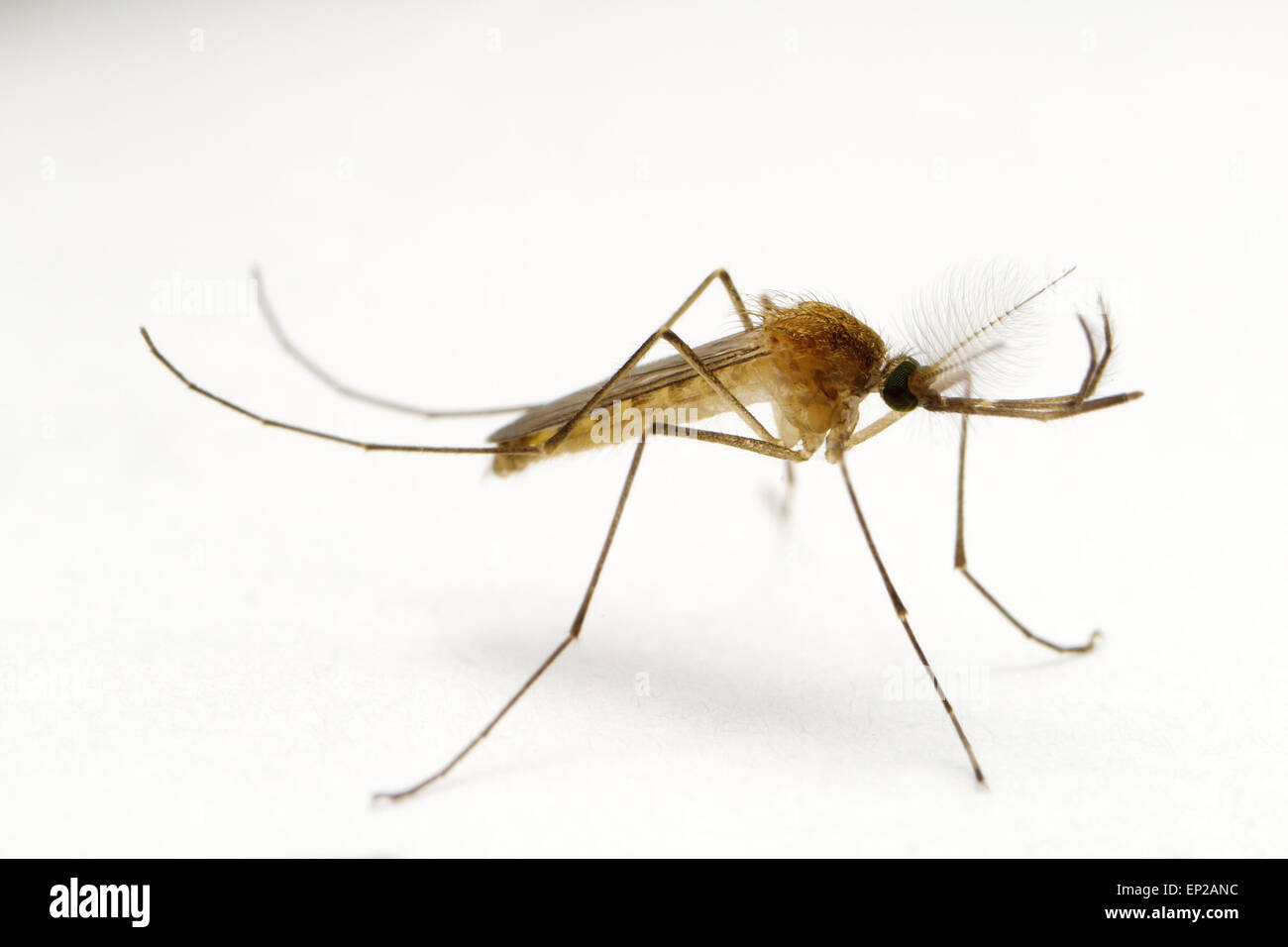 Mosquito study hi-res stock photography and images - Alamy