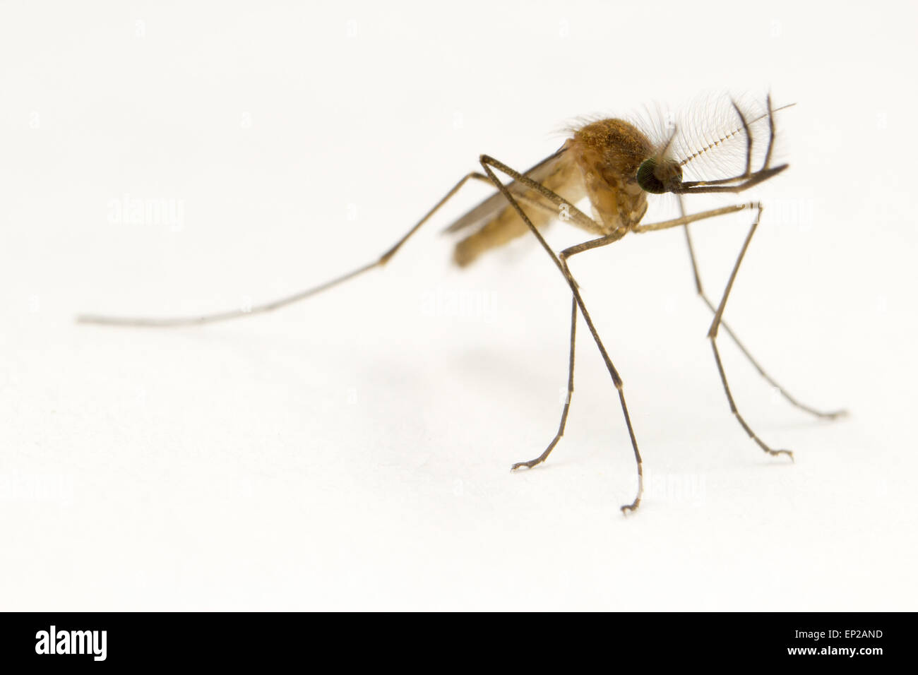 Mosquito study hi-res stock photography and images - Alamy