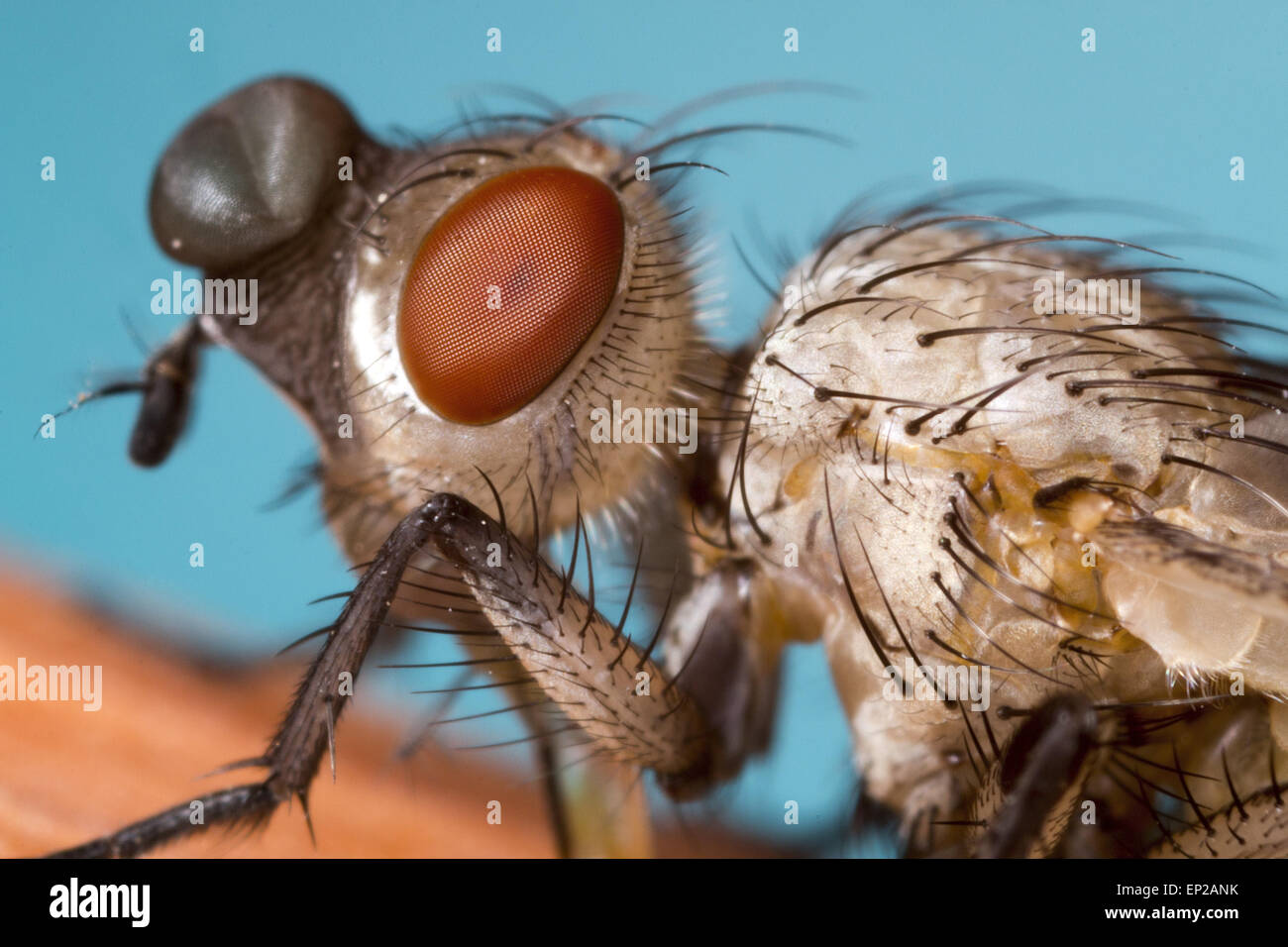 Close up of head of a fly Stock Photo - Alamy