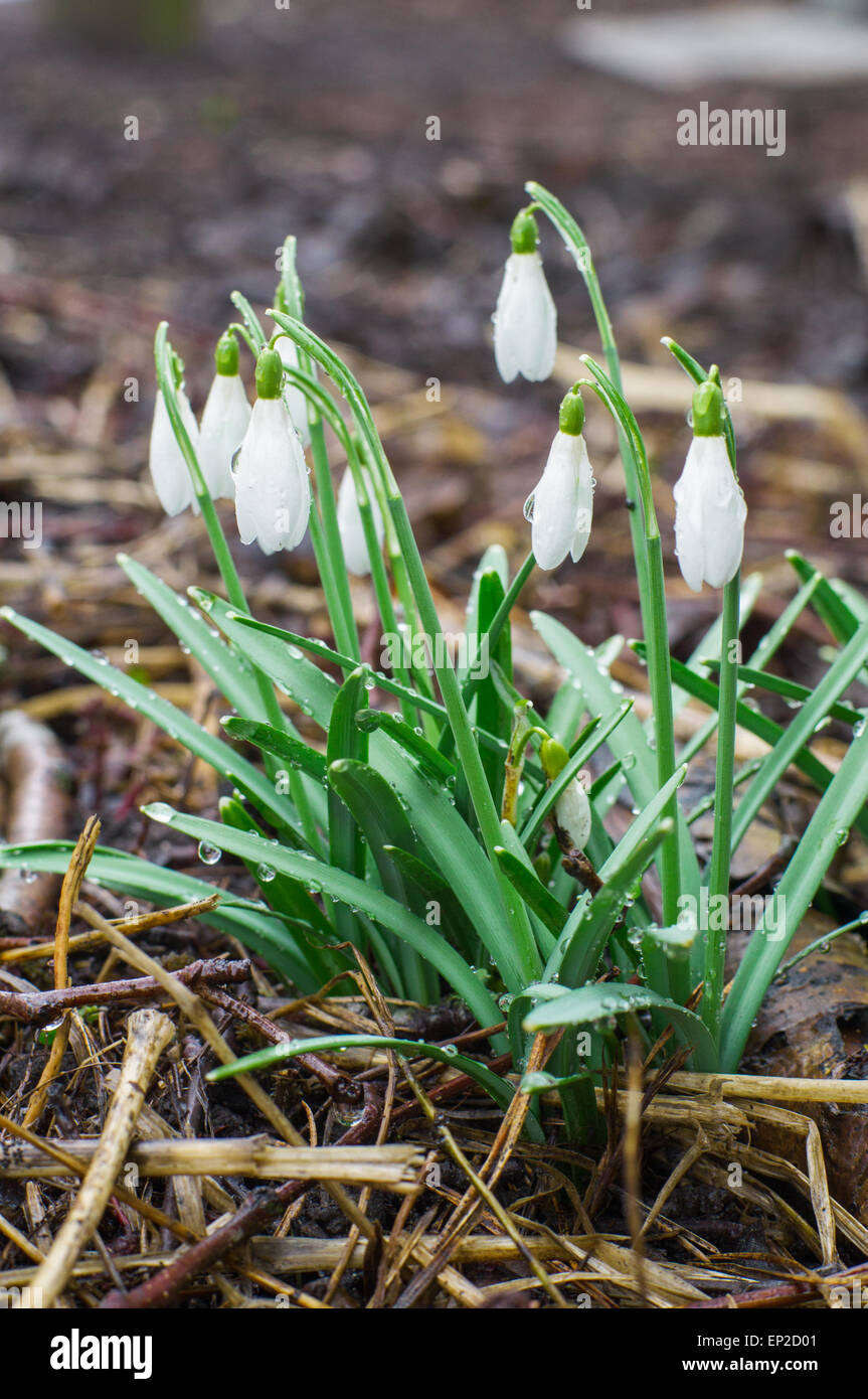 Fresh natural snowdrops after rain Stock Photo - Alamy