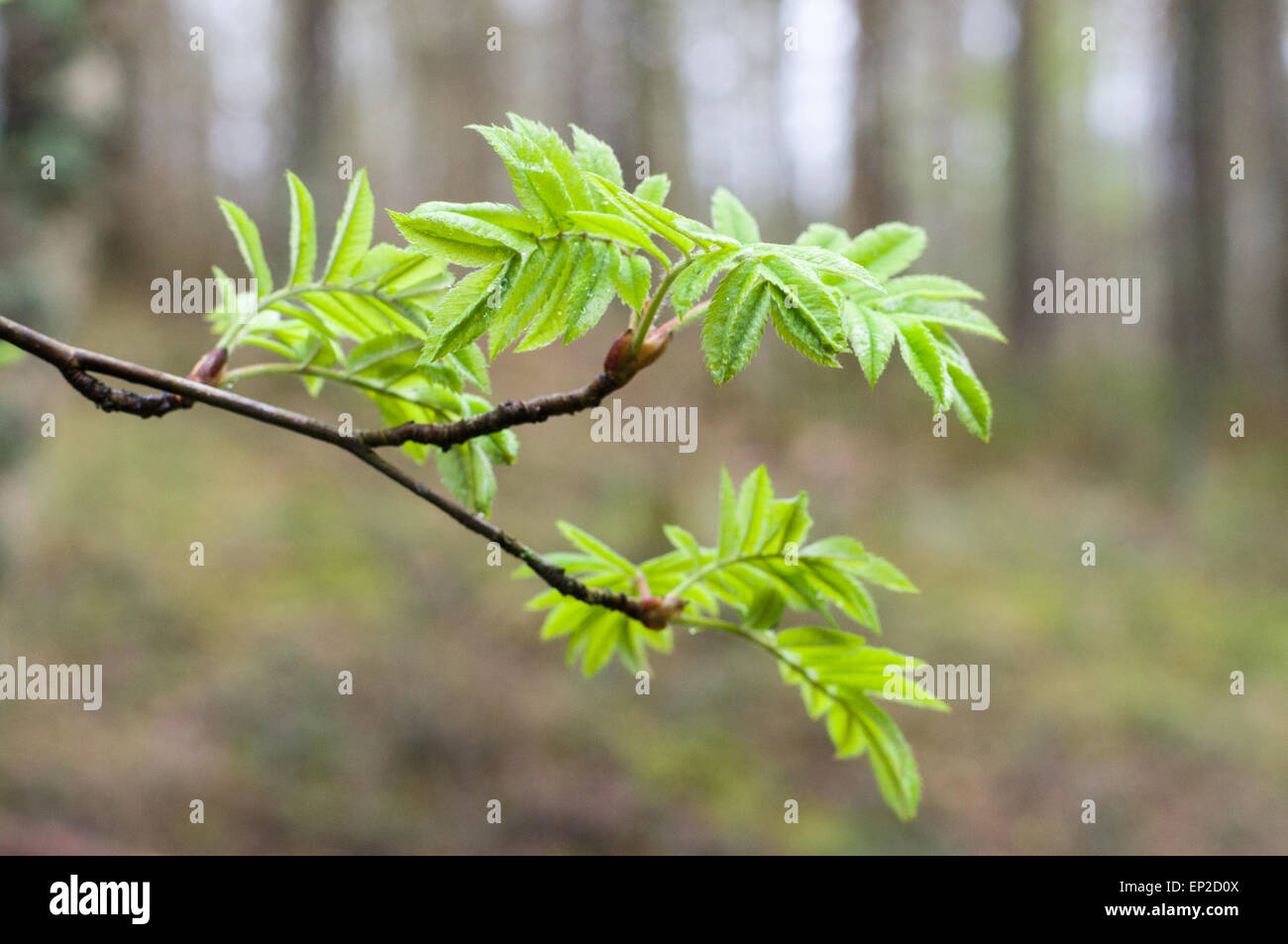 Rowan tree natural fresh branch Stock Photo - Alamy