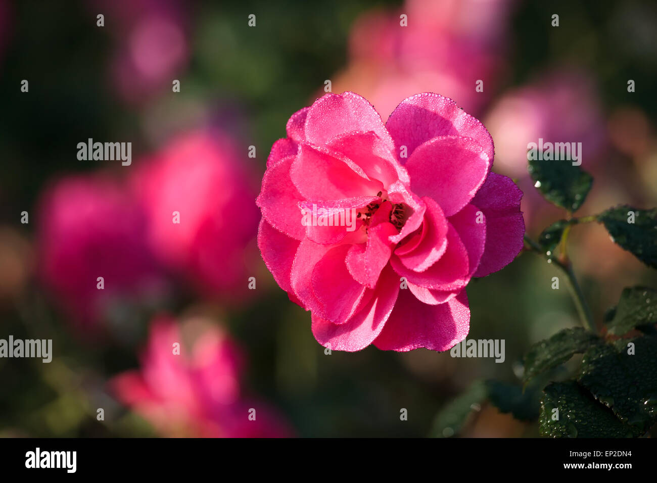 Pink rose and dew drops Stock Photo - Alamy