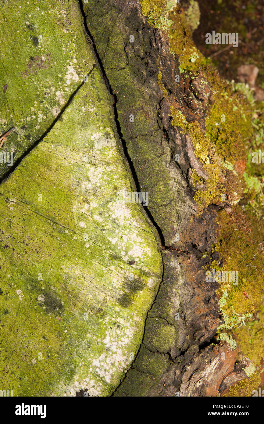 Details of tree stump Stock Photo - Alamy