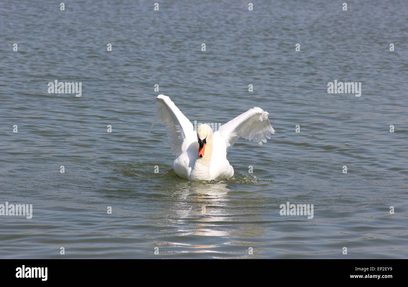 Swan with open wings Stock Photo - Alamy