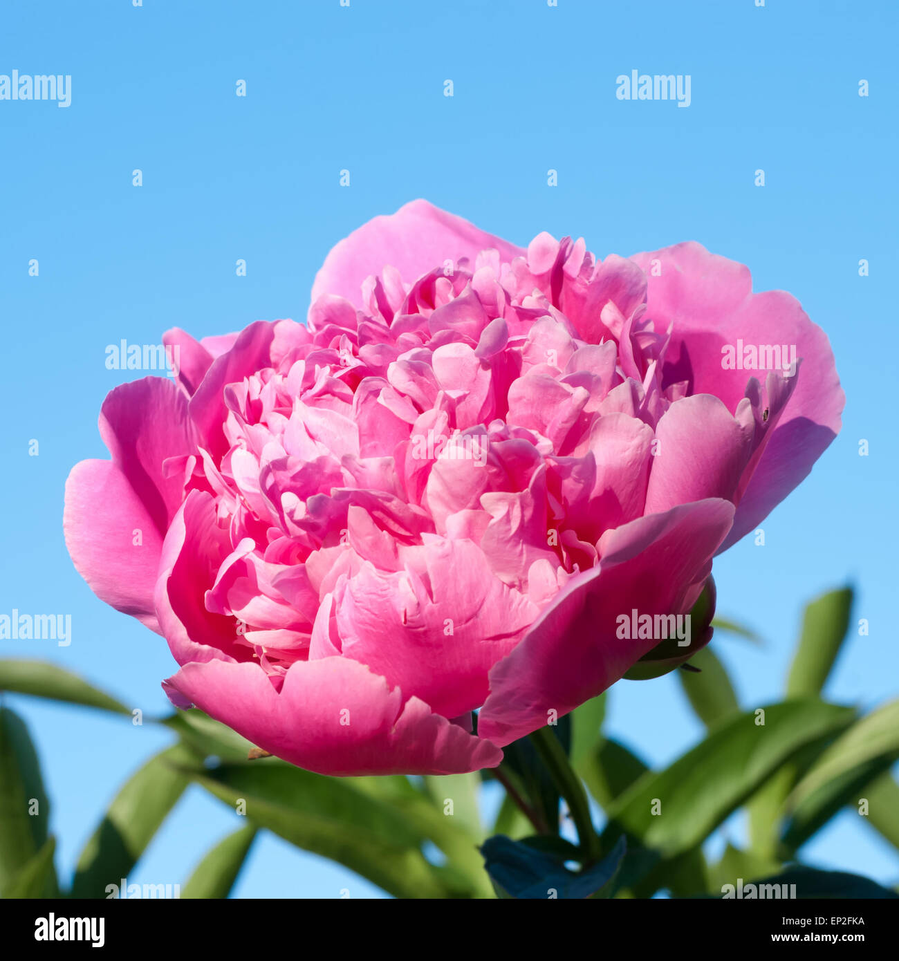 June. Blossoming of a magnificent pink peony Stock Photo - Alamy